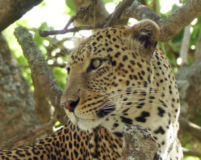 Safari in Serengeti & Ngorongoro – 7 Tage Safari hier buchen!
