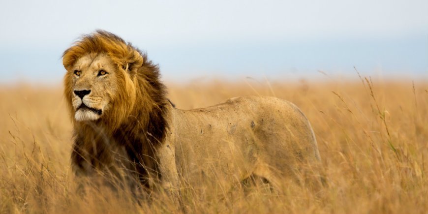 World Lion Day – Feiern Sie den afrikanischen Löwen mit TourCompass.de!