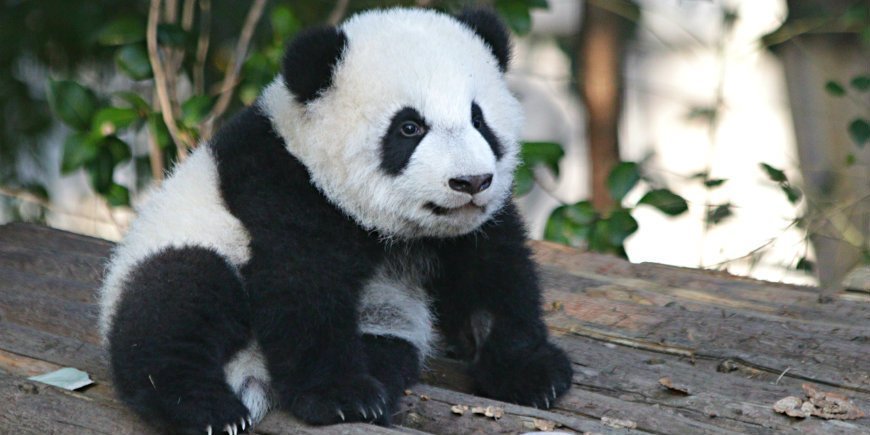 6 Orte, an denen Sie das Tierreich Asiens erleben können